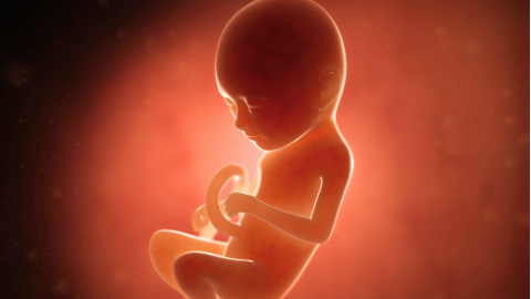 Wanita Hamil usia Kehamilan 9 Bulan | Enfa